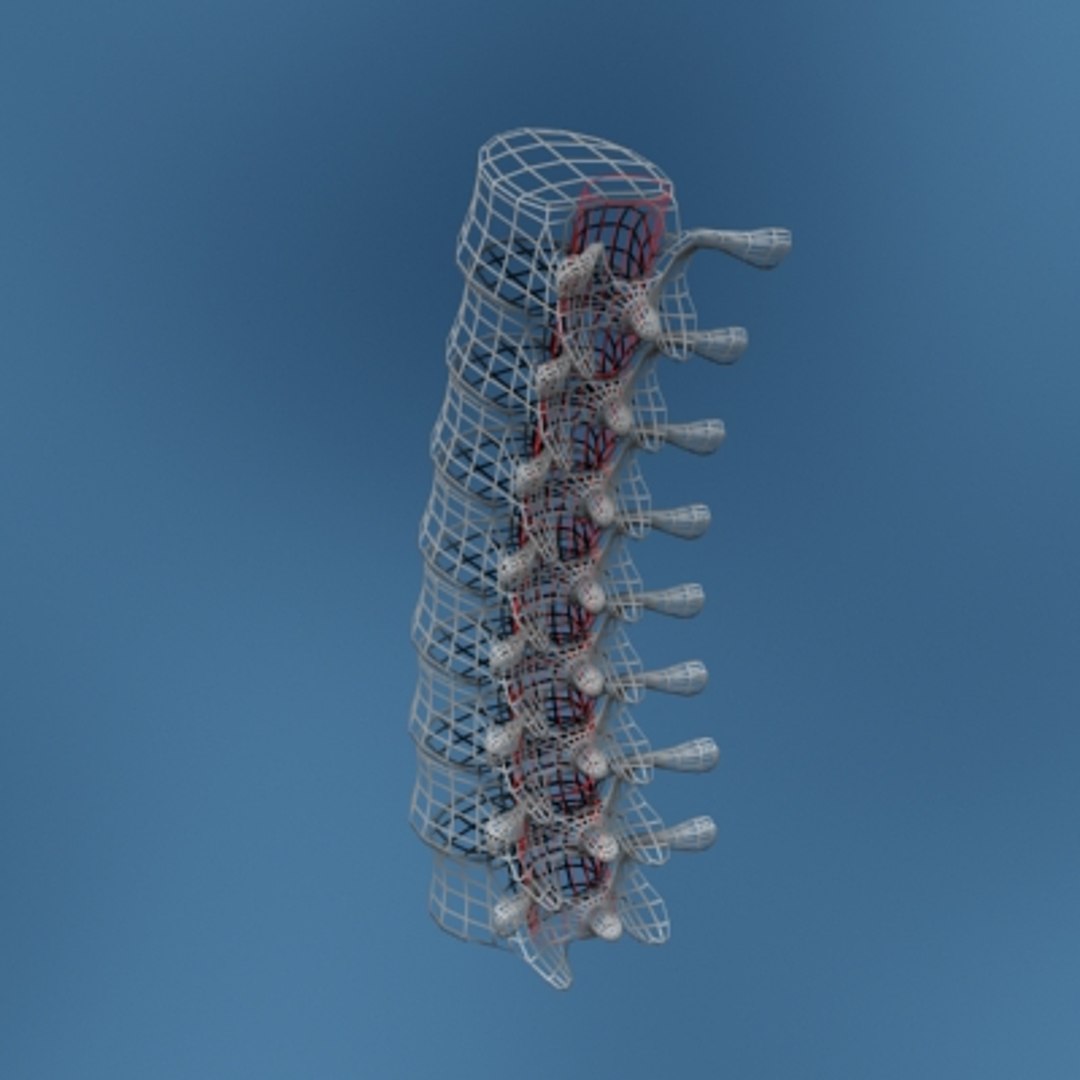 Vertebrae Human Bones 3d Model