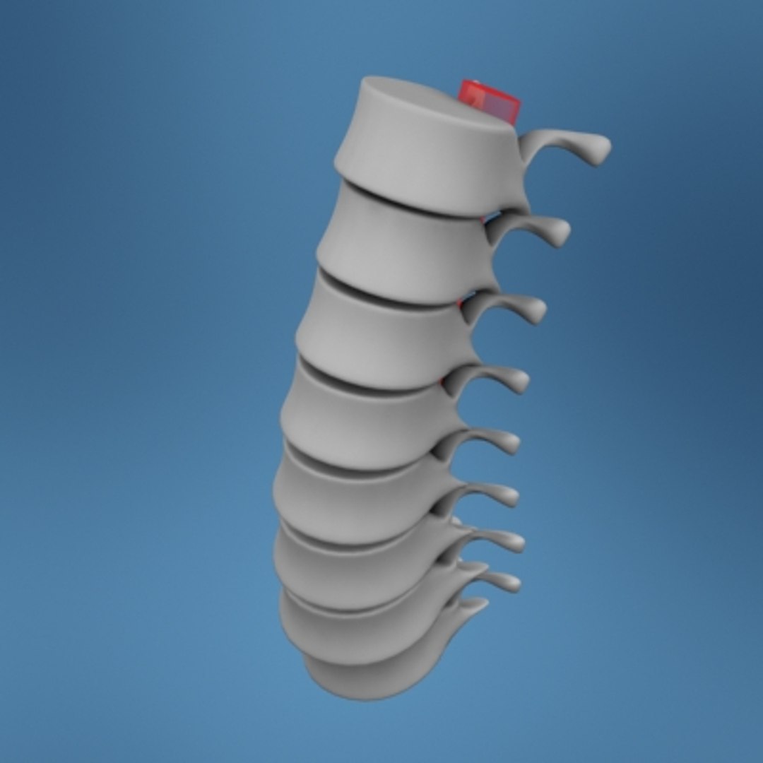 Vertebrae Human Bones 3d Model