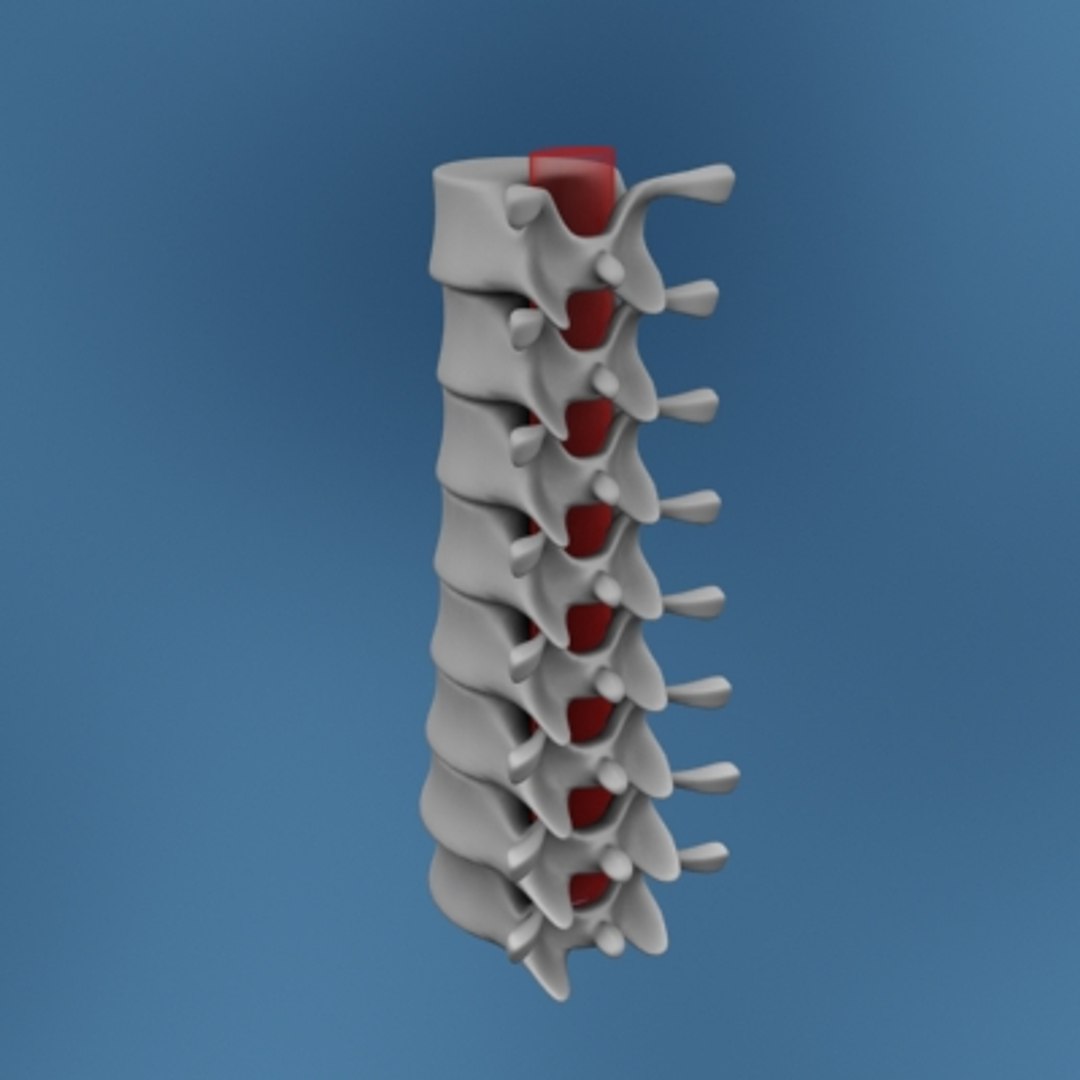 Vertebrae Human Bones 3d Model