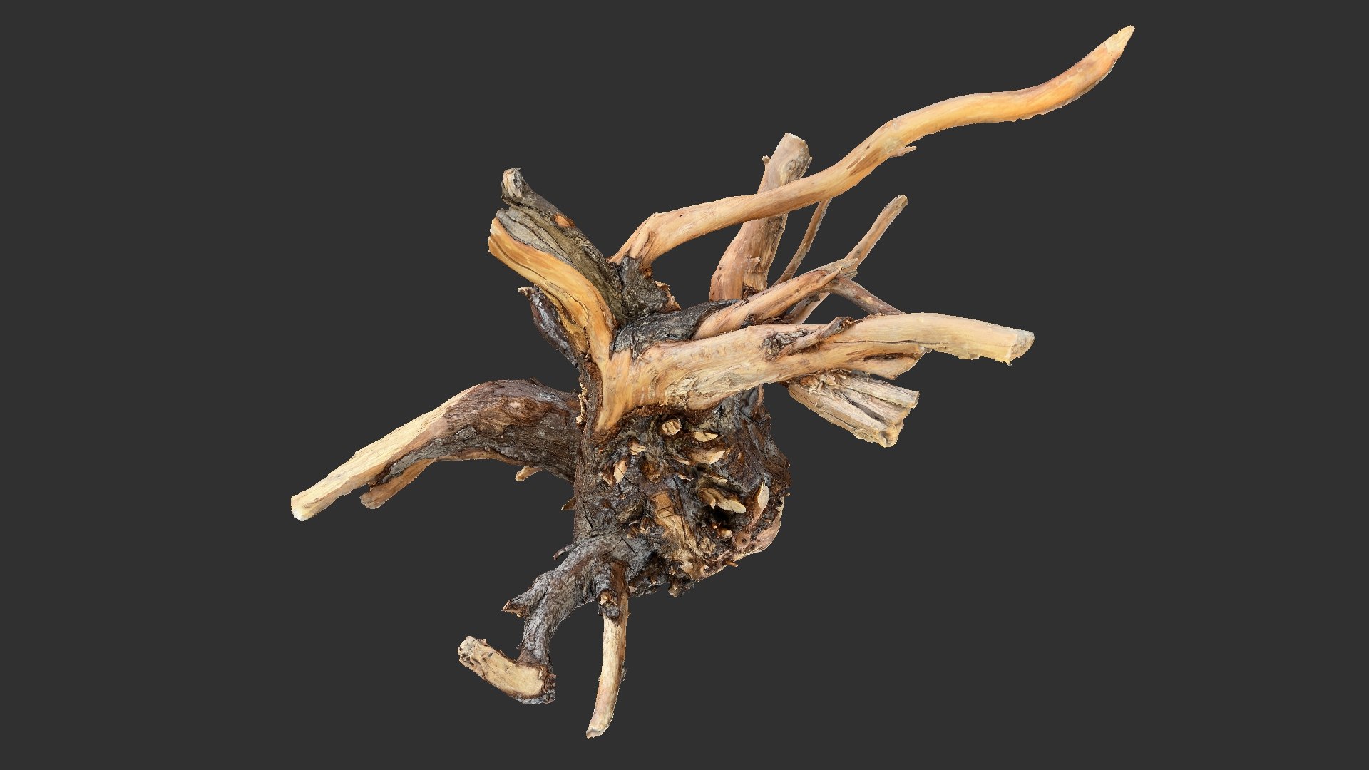 Tree Root 3D Scan 3D model - TurboSquid 2148161