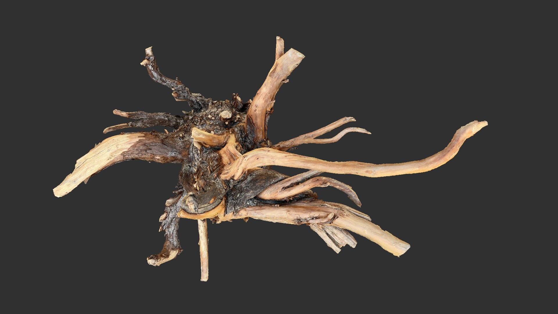 Tree Root 3D Scan 3D model - TurboSquid 2148161