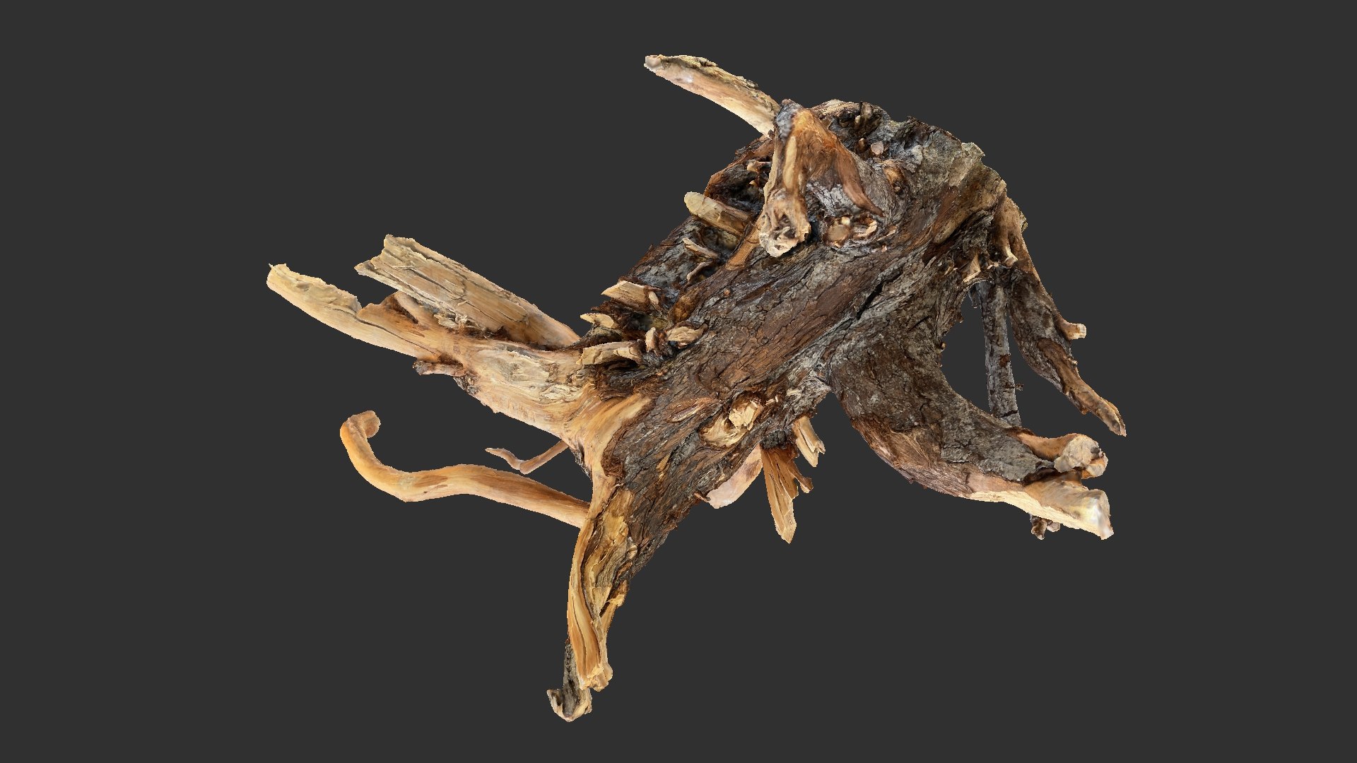Tree Root 3D Scan 3D model - TurboSquid 2148161