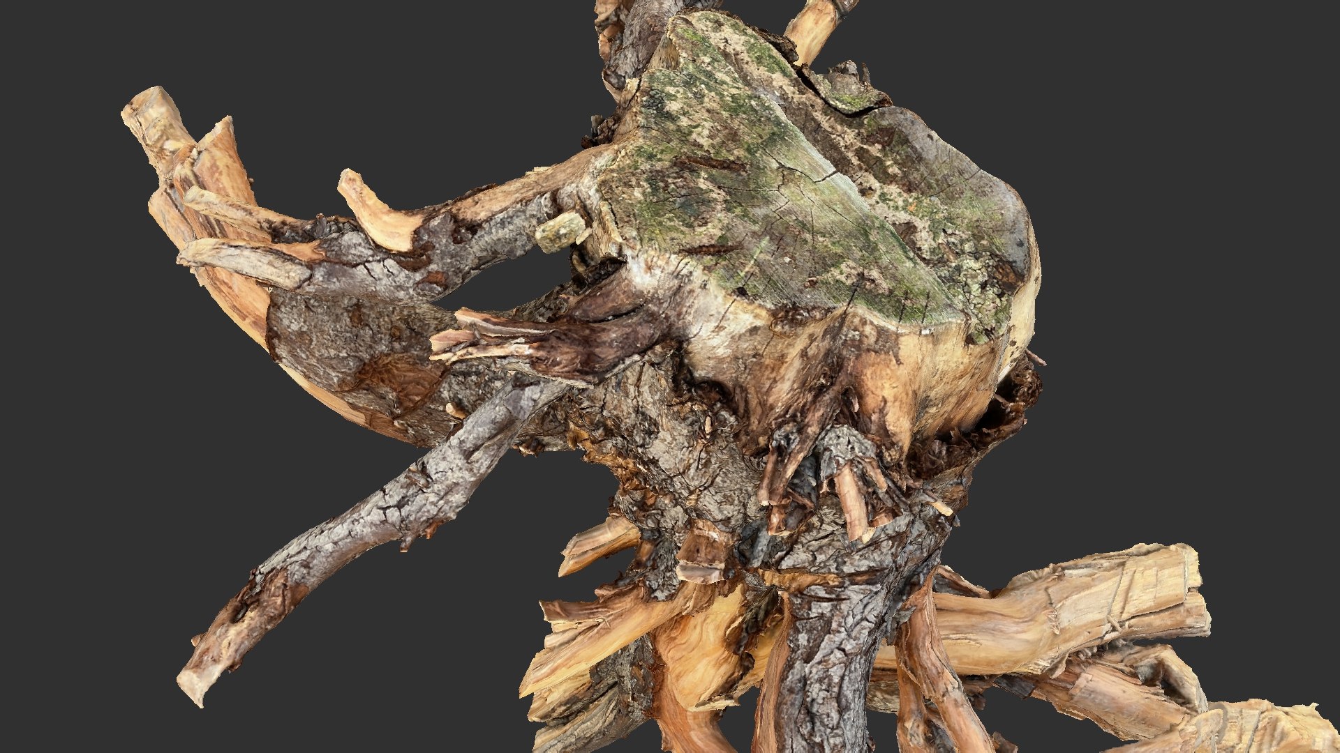 Tree Root 3D Scan 3D model - TurboSquid 2148161
