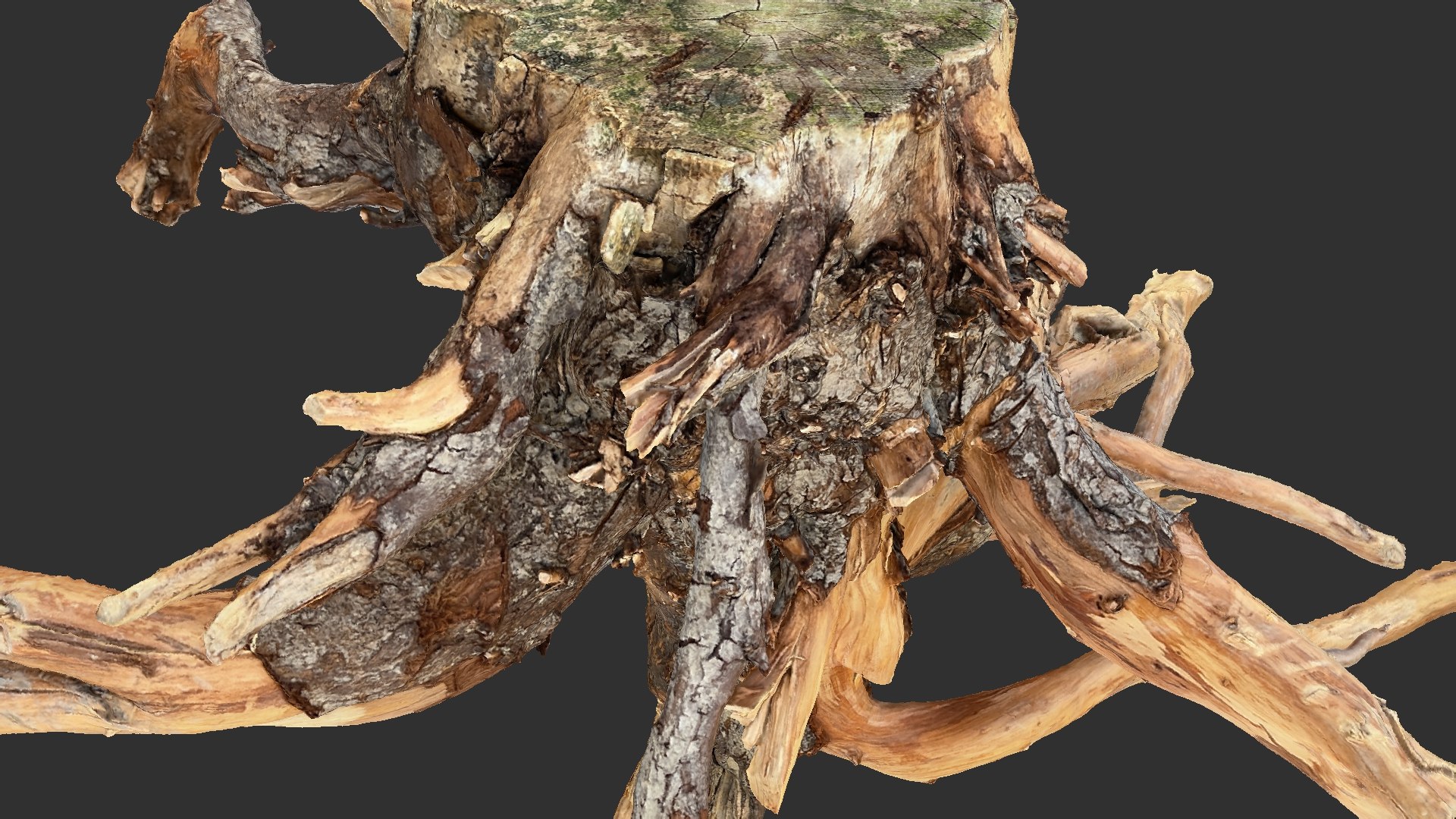 Tree Root 3D Scan 3D model - TurboSquid 2148161