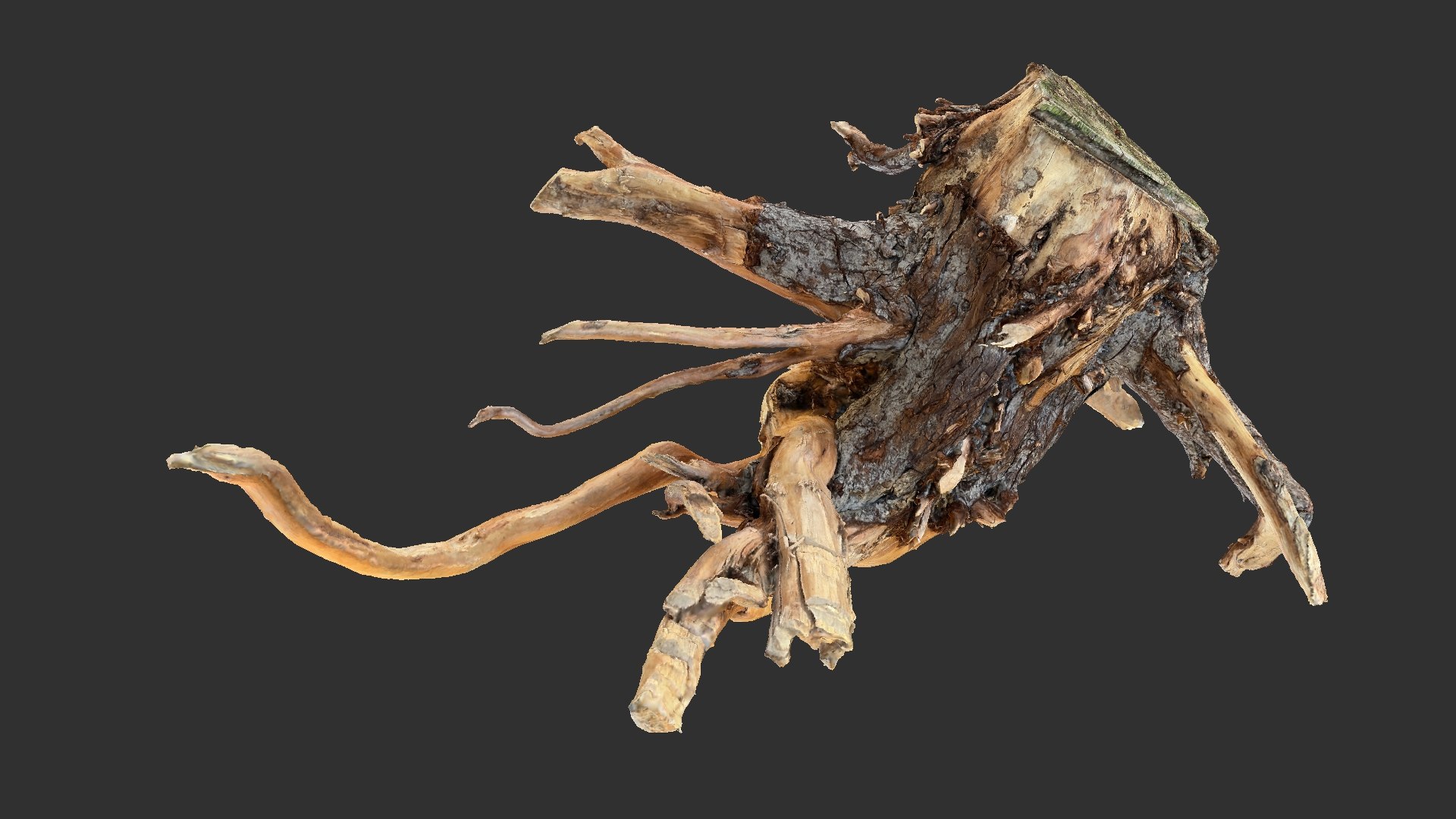 Tree Root 3D Scan 3D model - TurboSquid 2148161
