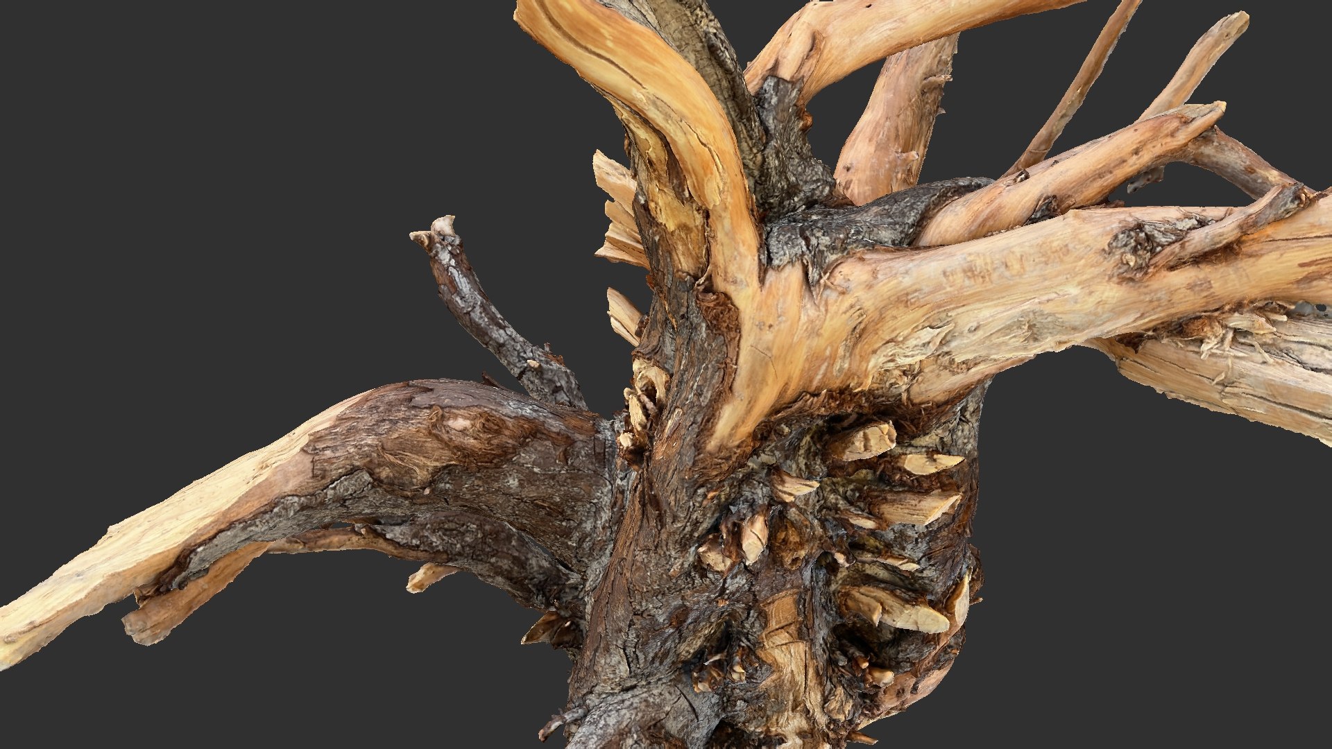 Tree Root 3D Scan 3D model - TurboSquid 2148161