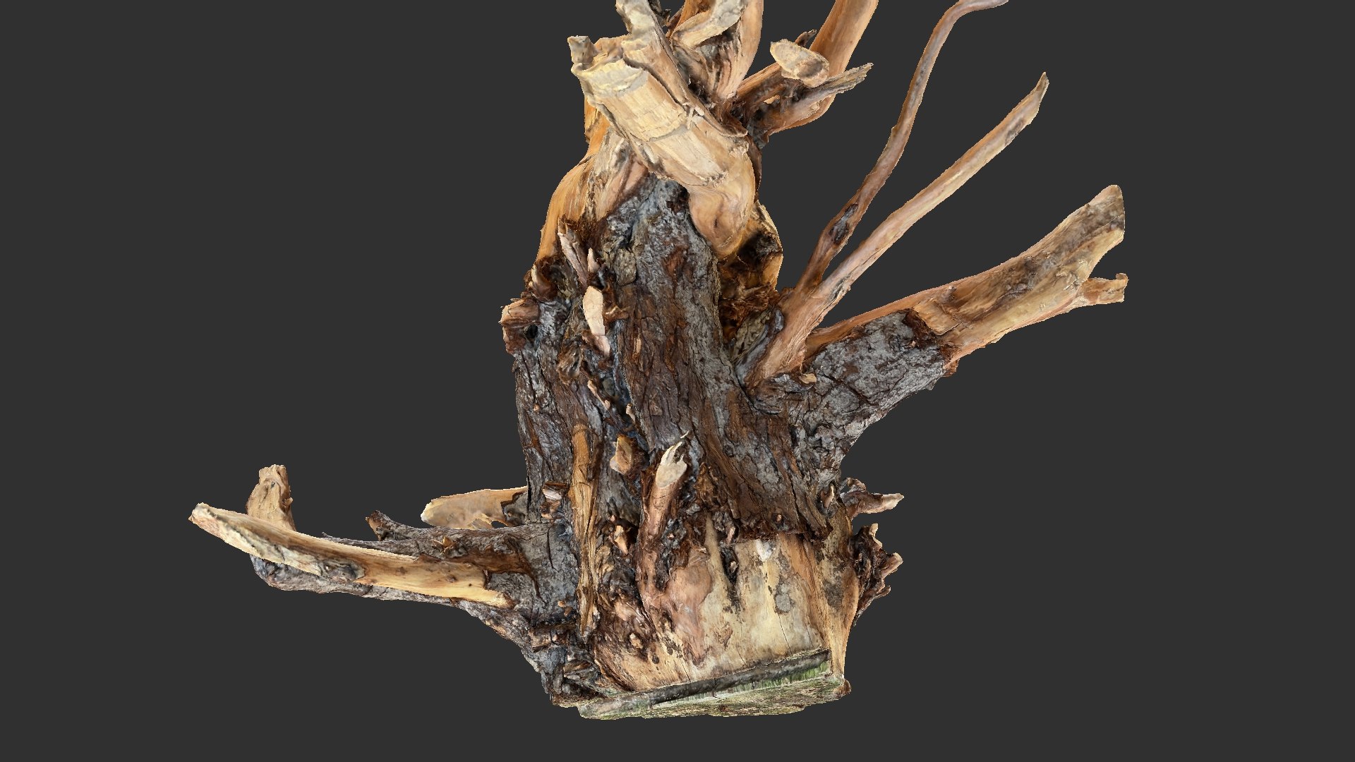 Tree Root 3D Scan 3D model - TurboSquid 2148161