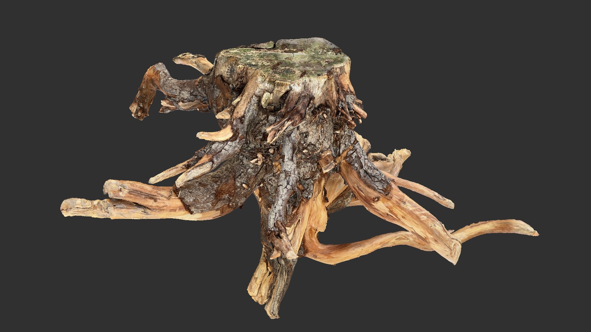 Tree Root 3D Scan 3D model - TurboSquid 2148161