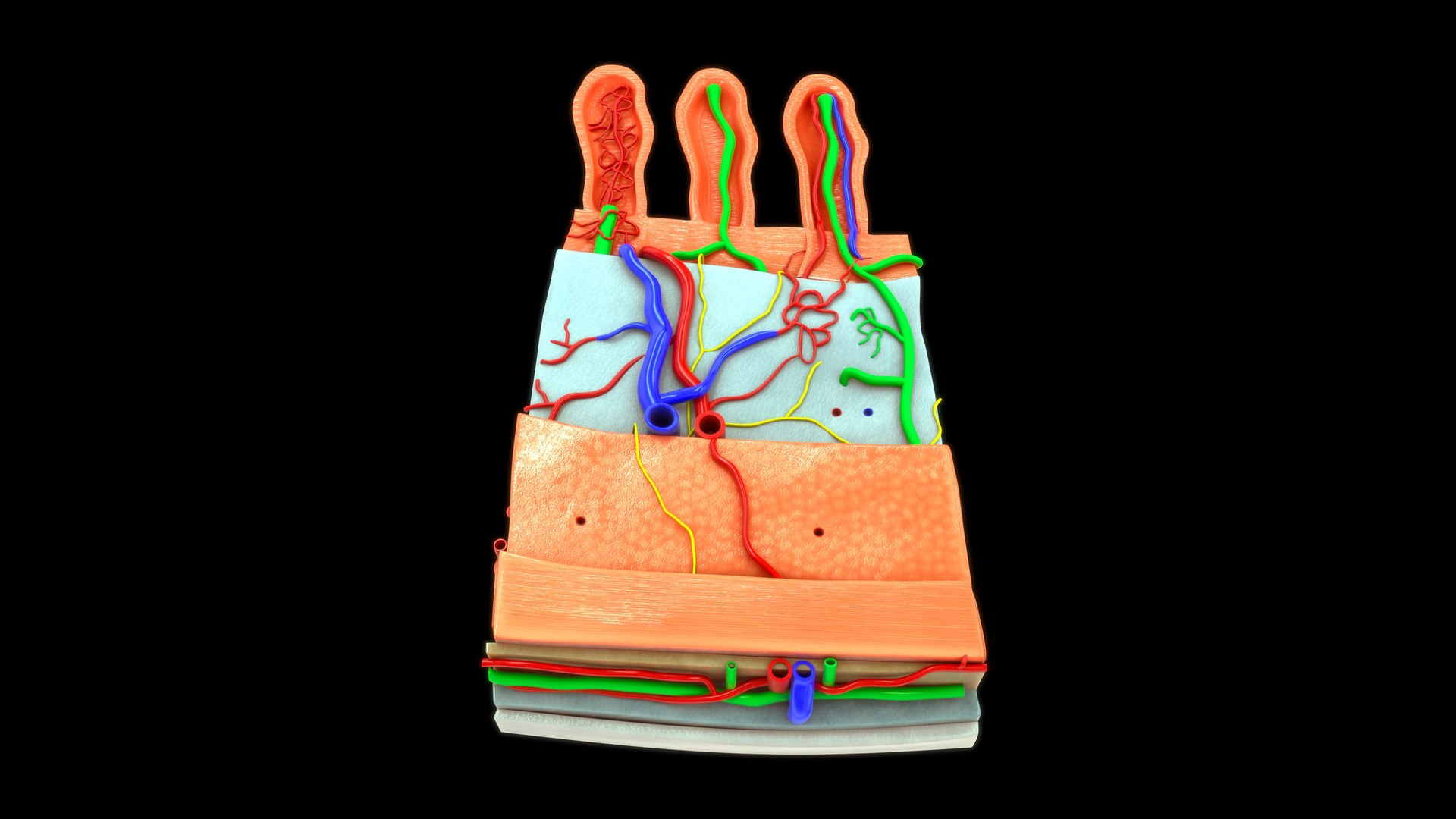 3D Alimentary Canal Wall Of The Digestive Tract - TurboSquid 2187121