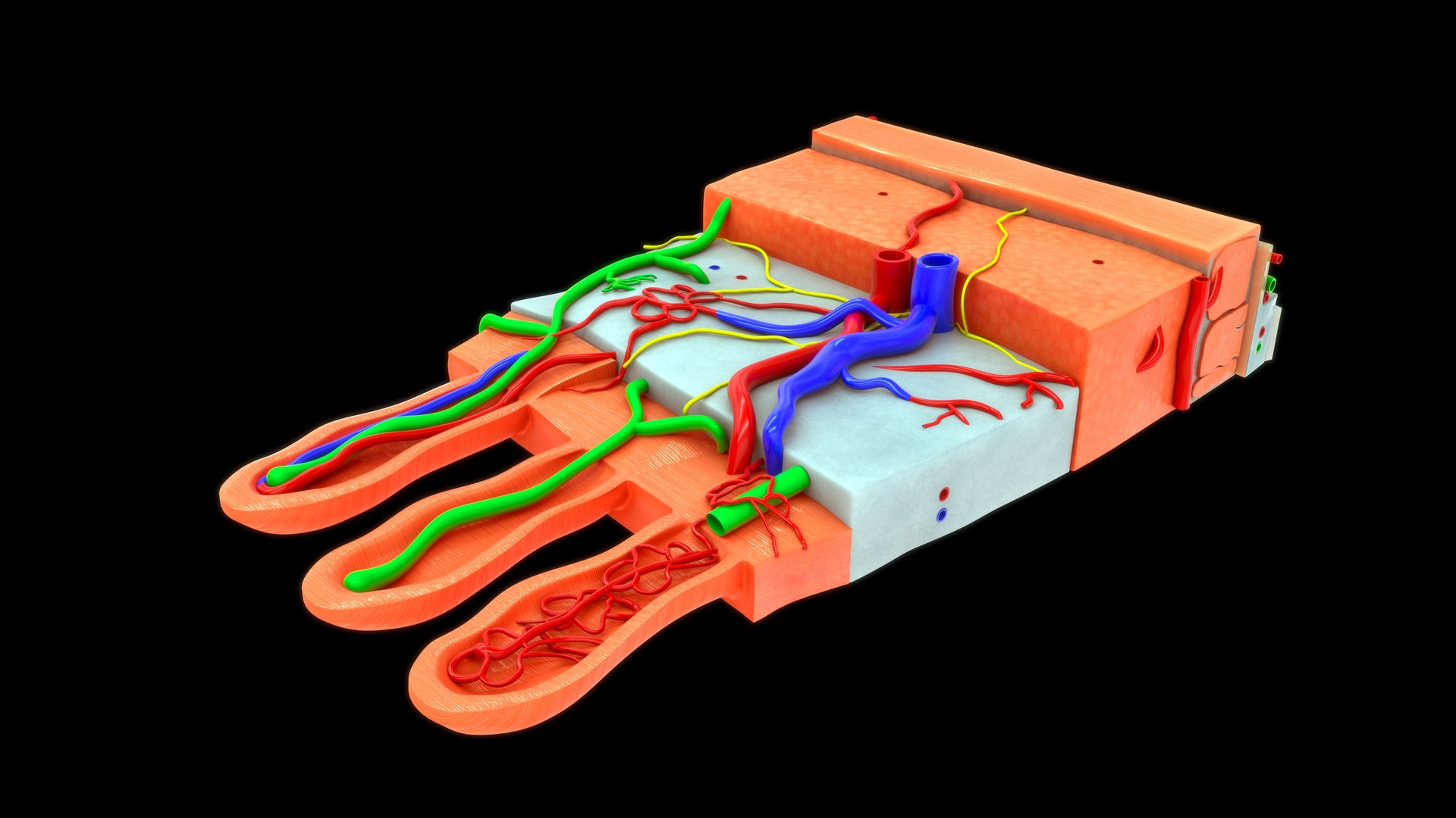 3D Alimentary Canal Wall Of The Digestive Tract - TurboSquid 2187121
