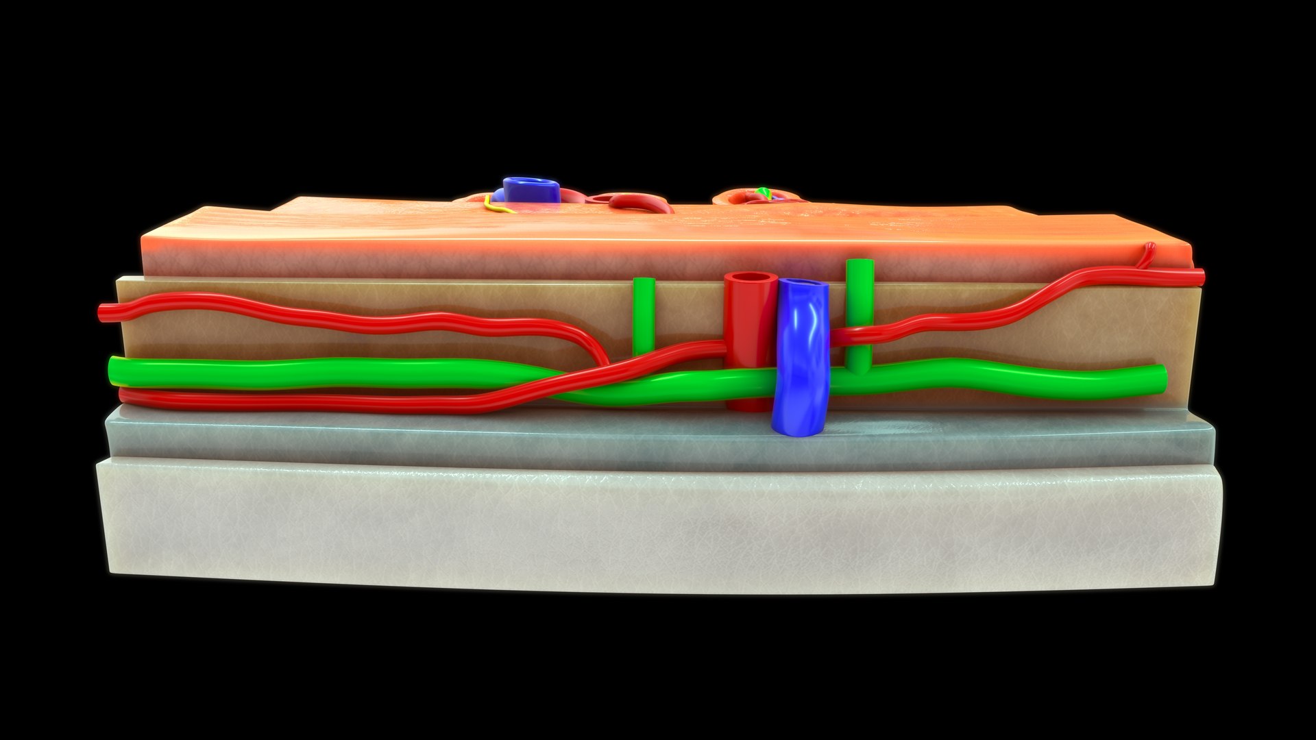 3D Alimentary Canal Wall Of The Digestive Tract - TurboSquid 2187121
