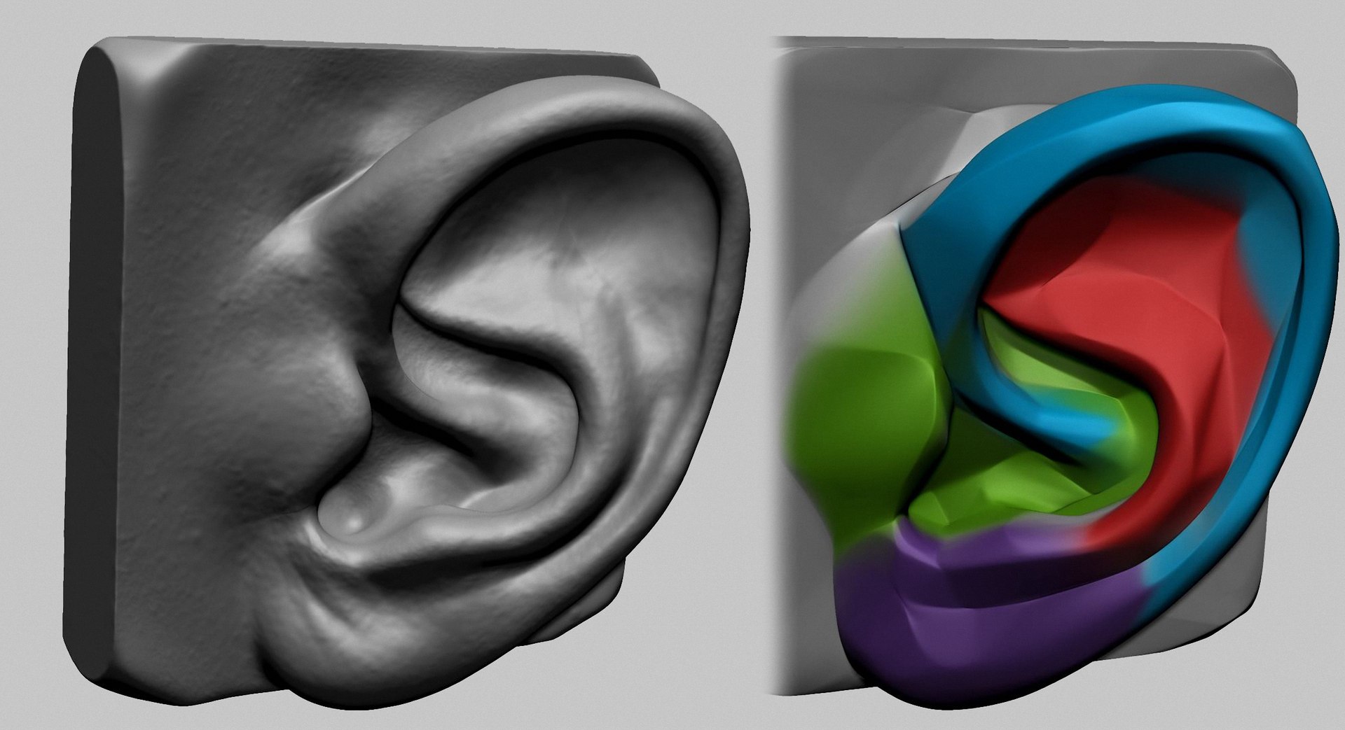3D Ear Model B Model - TurboSquid 2198885