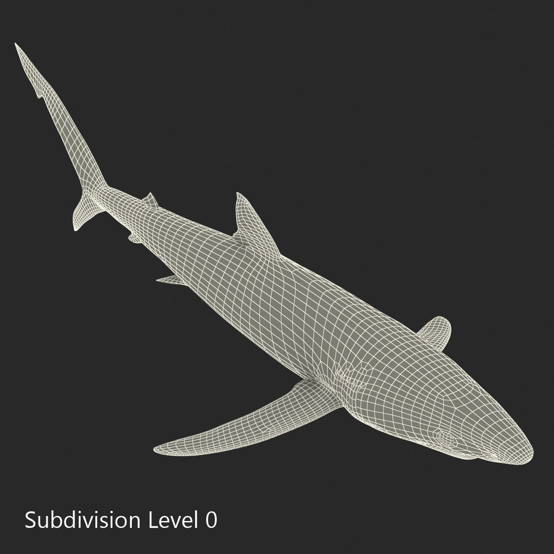 3d blue shark model