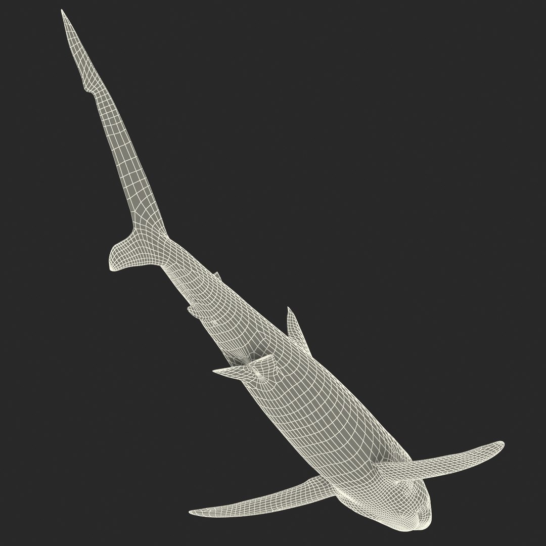 3d blue shark model