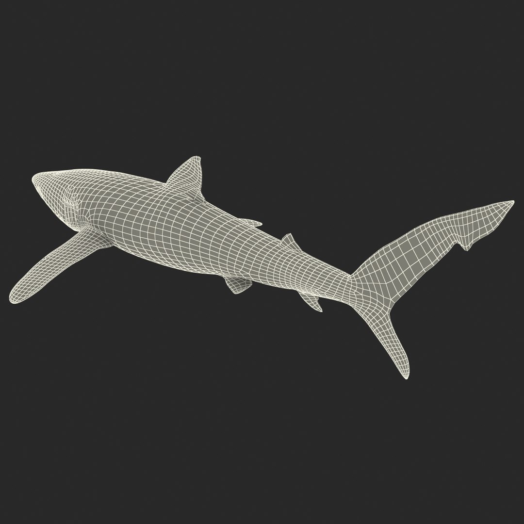 3d blue shark model