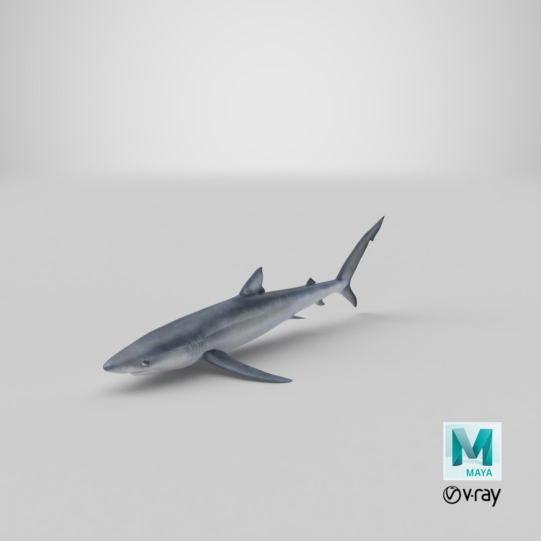 3d blue shark model
