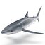 3d Blue Shark Model