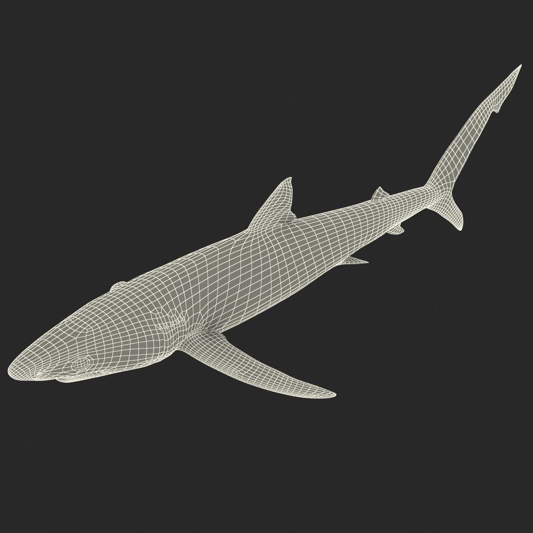 3d blue shark model