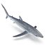 3d Blue Shark Model