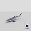 3d Blue Shark Model