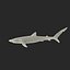 3d Blue Shark Model