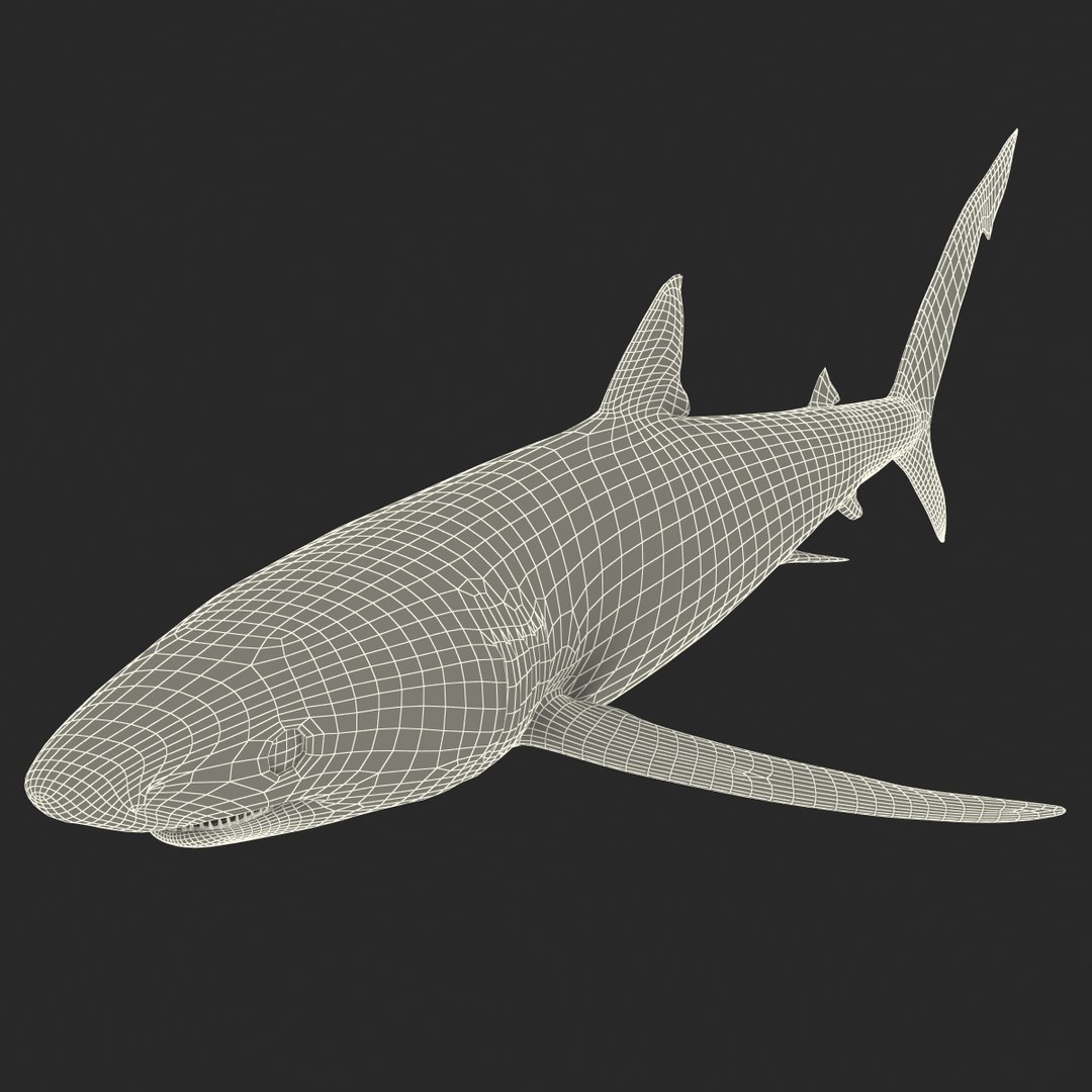 3d blue shark model