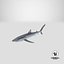 3d Blue Shark Model