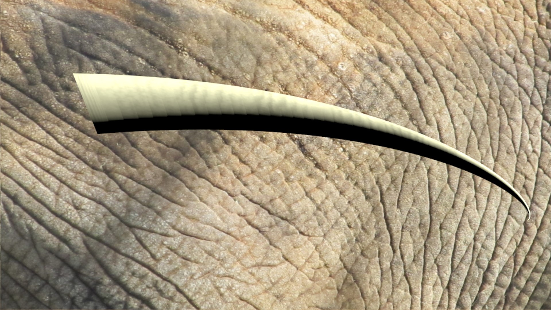 Free Elephant Tusk 3d Model