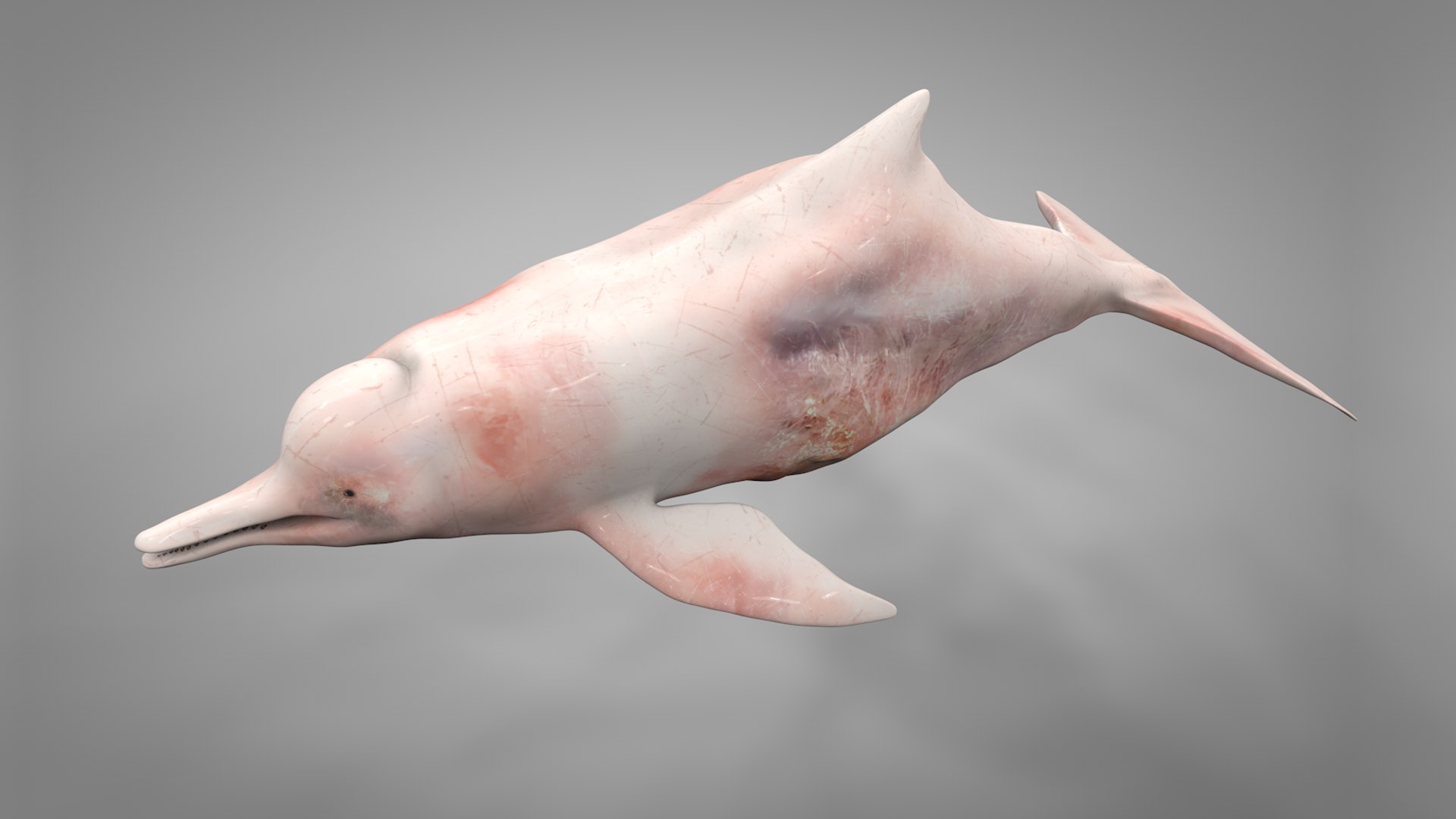 Amazon river dolphin rigged model - TurboSquid 1412989