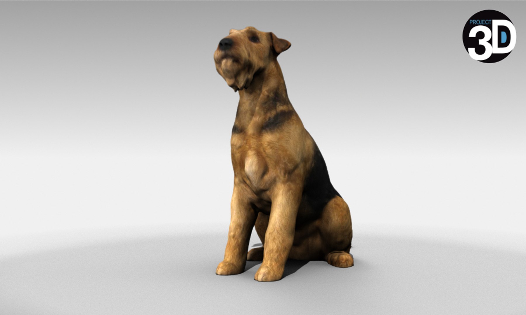 3d Model Dog