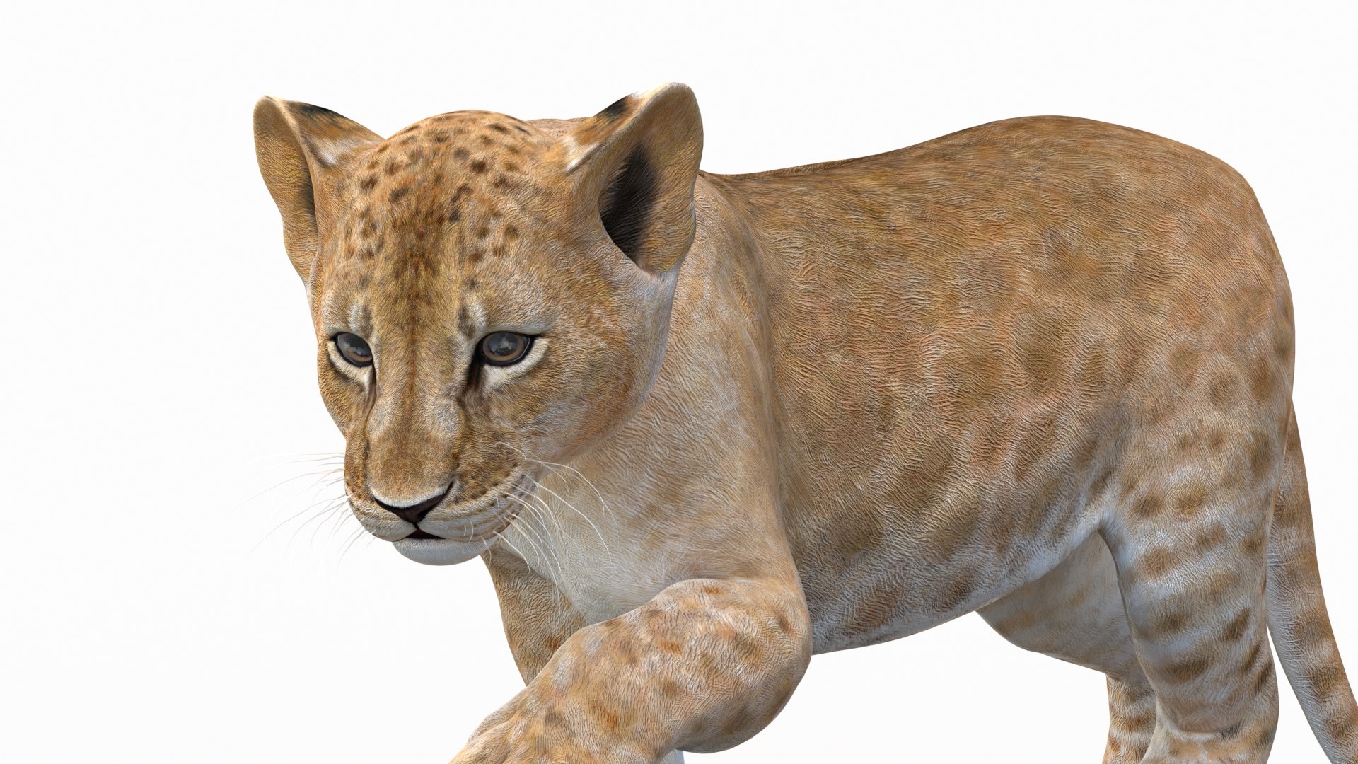 Lion Cub Animation Model - TurboSquid 1462707