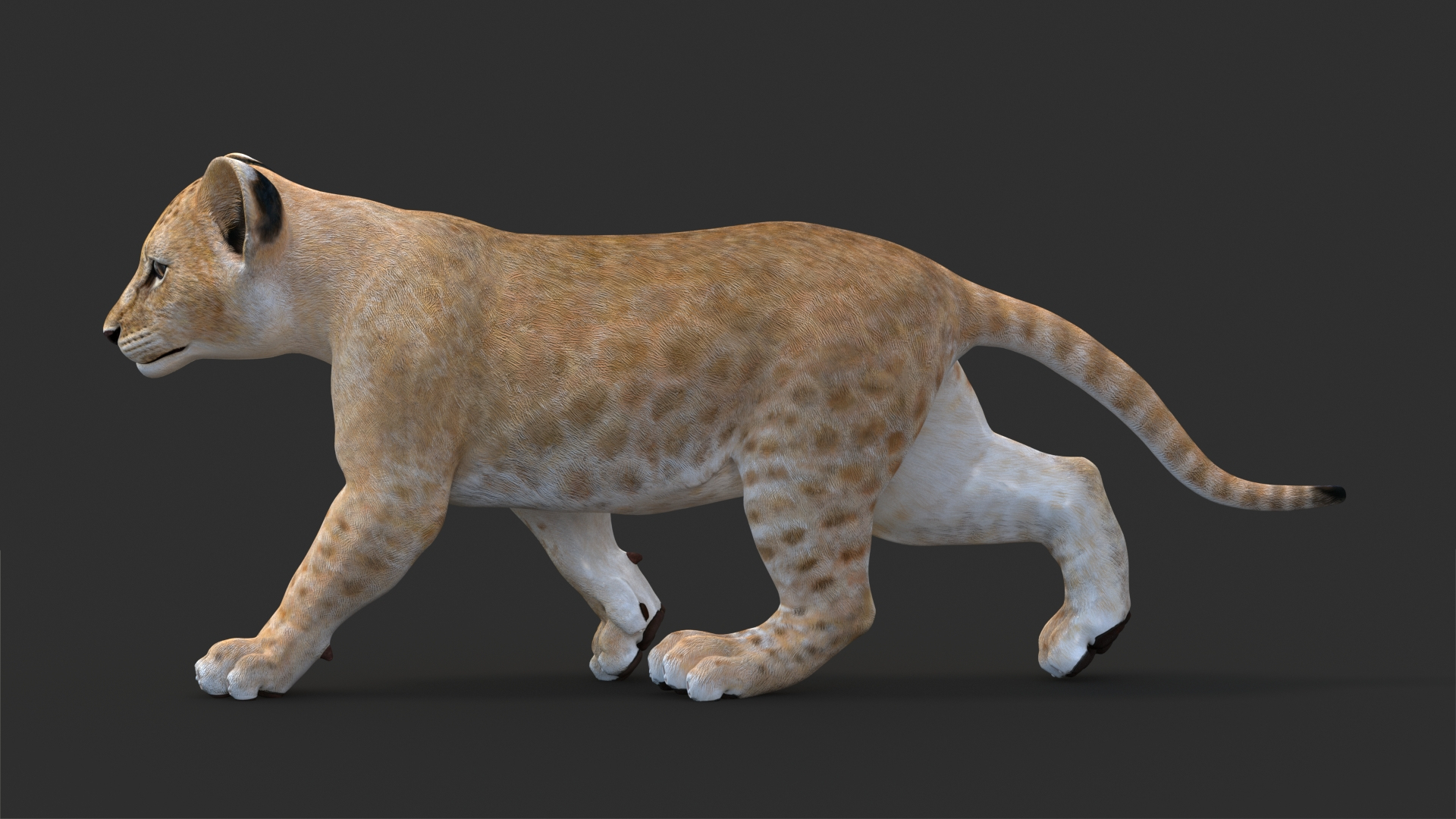Lion Cub Animation Model - TurboSquid 1462707