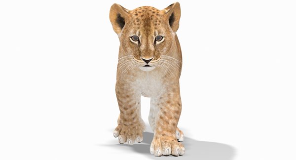 Lion cub animation model - TurboSquid 1462707