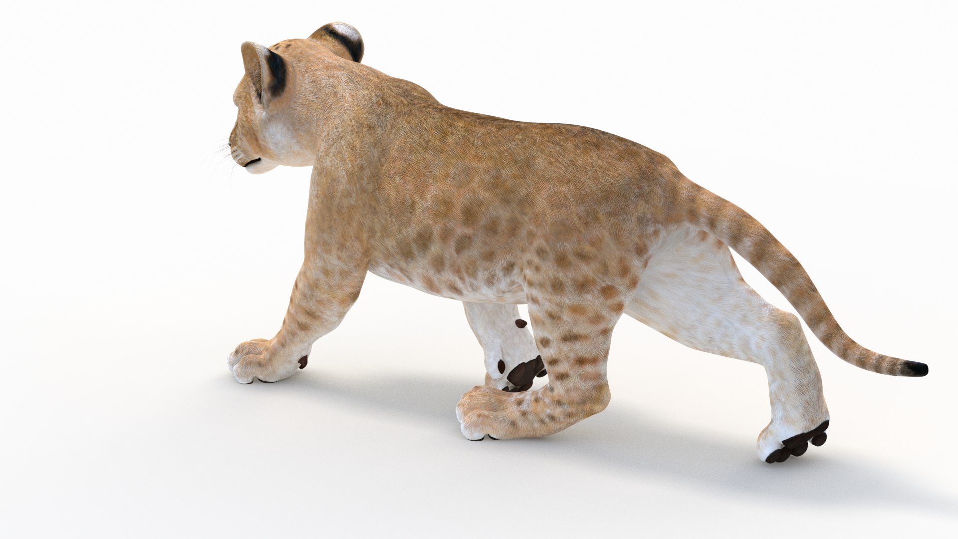 Lion Cub Animation Model - TurboSquid 1462707