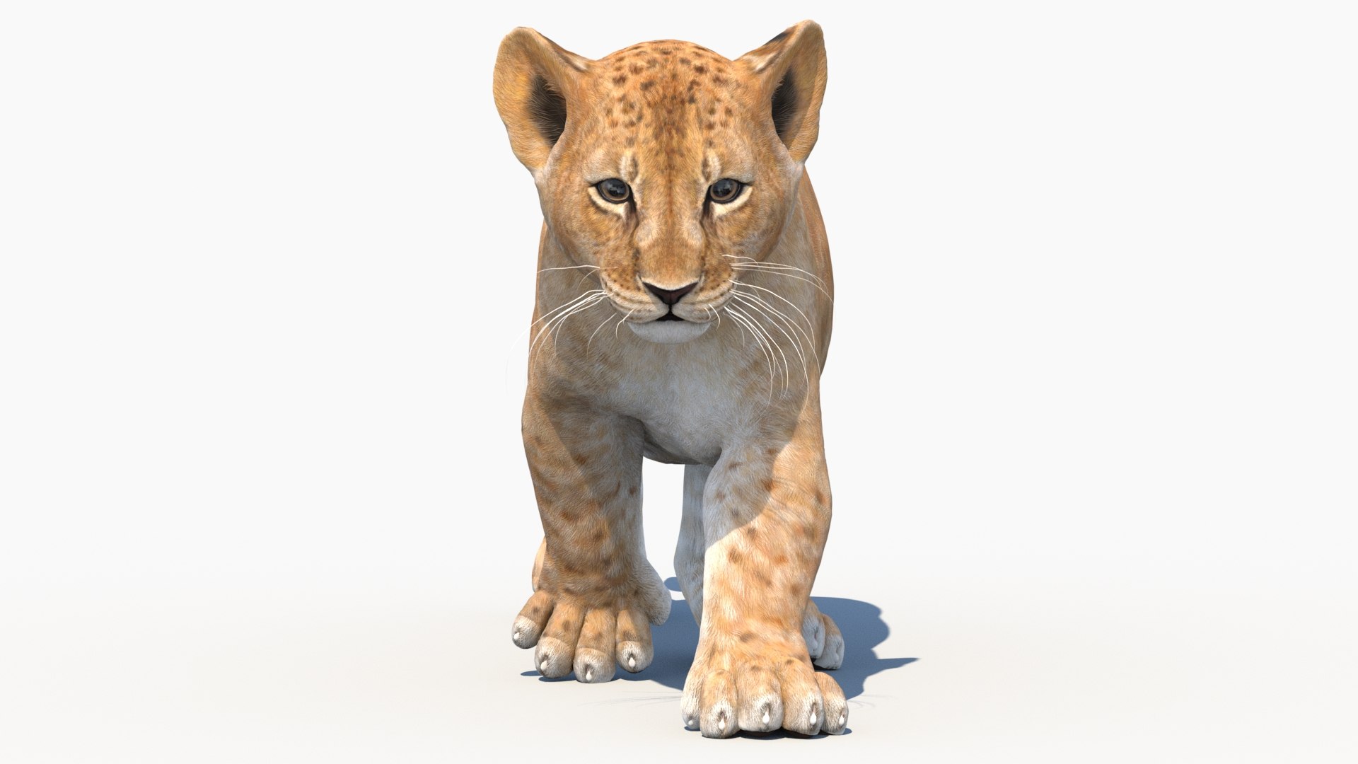 Lion cub animation model - TurboSquid 1462707