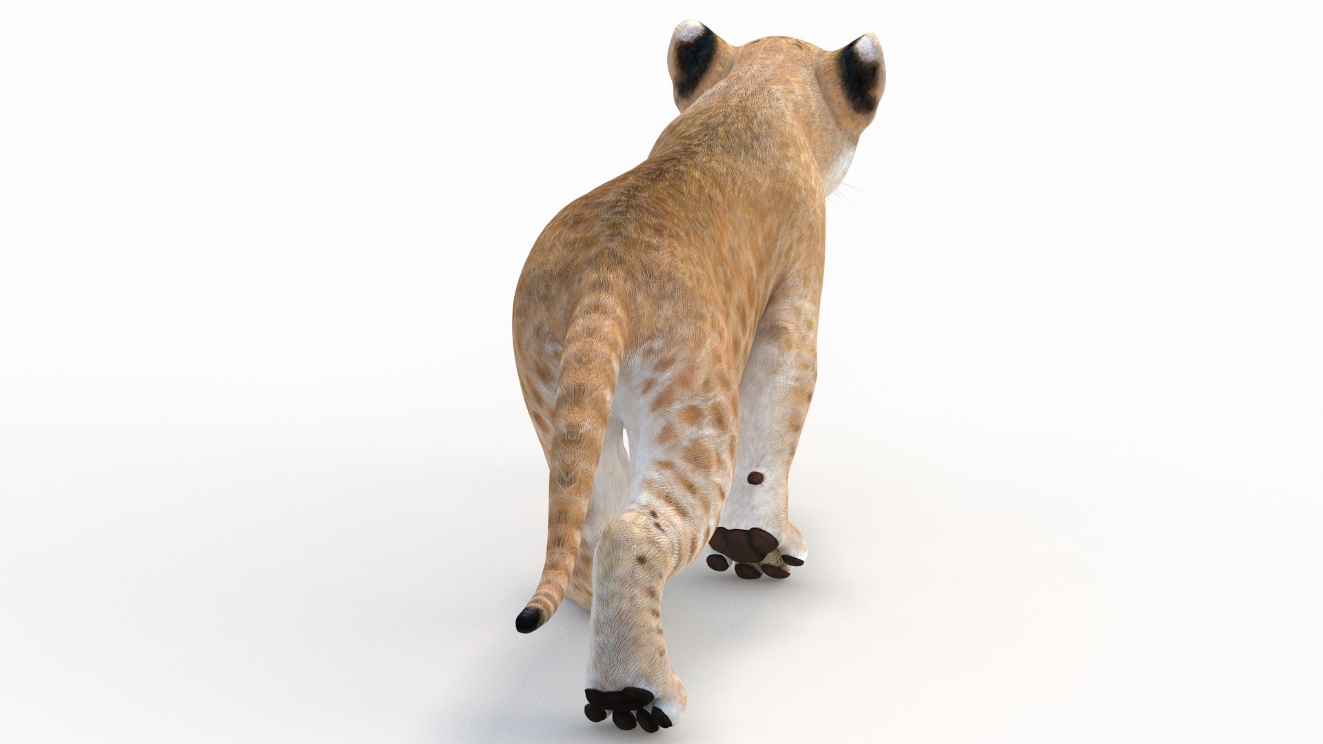 Lion Cub Animation Model - TurboSquid 1462707