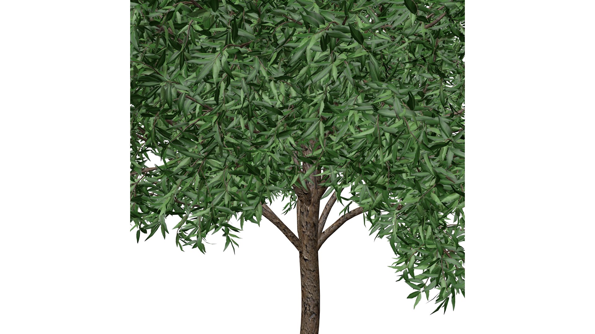 3D Flooded Gum Tree - 06 - Model - TurboSquid 2375882