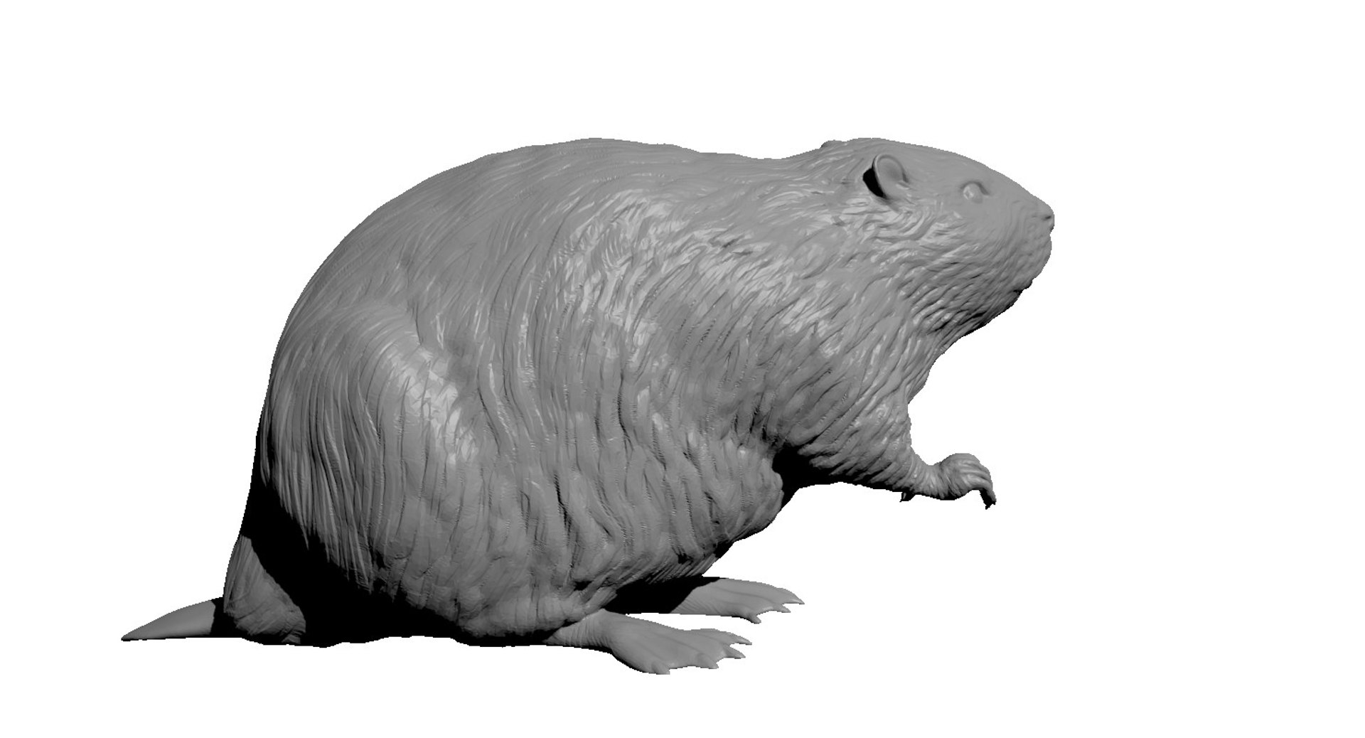 North American Beaver 3d Obj