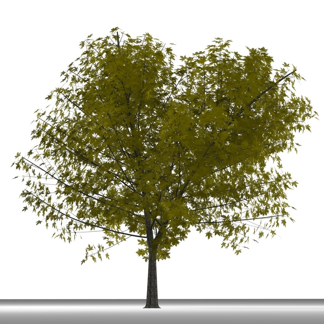 3d model of plane tree