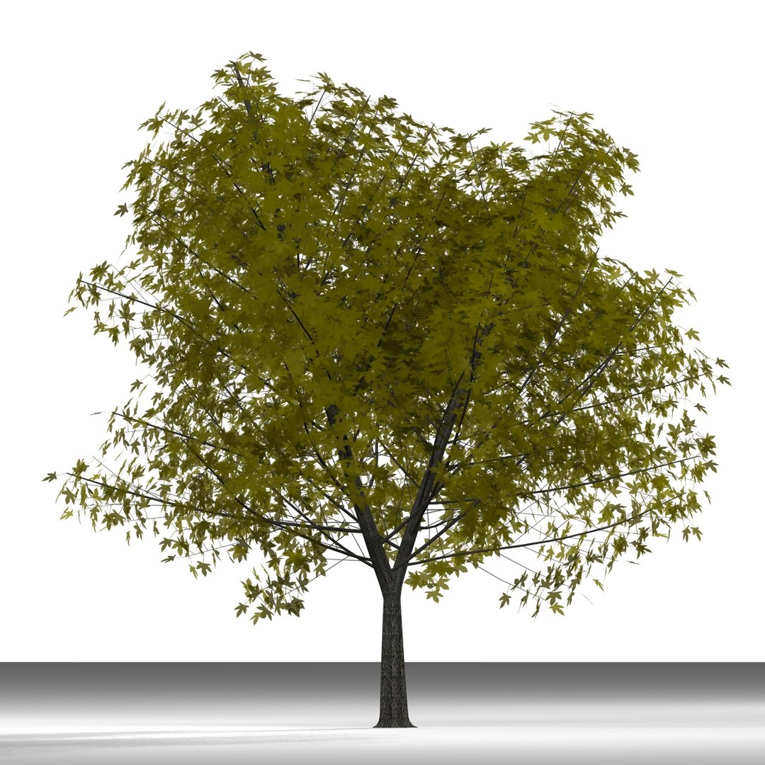 3d model of plane tree