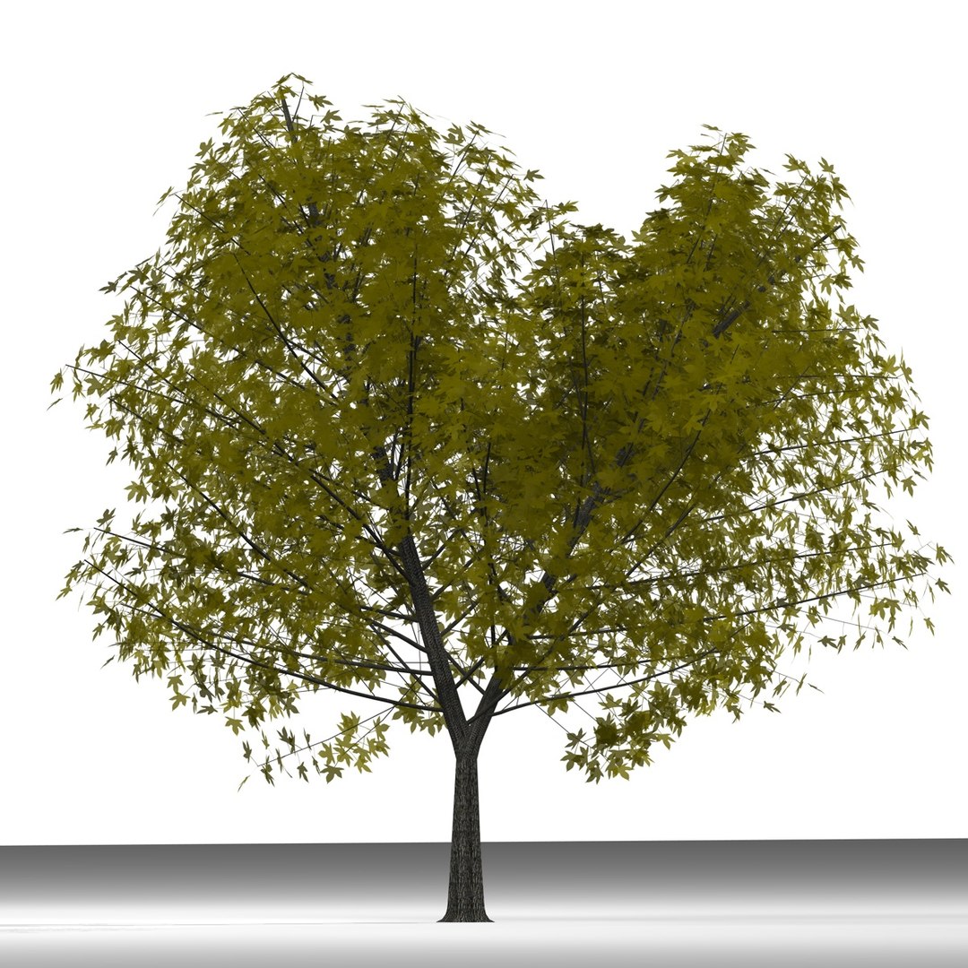 3d model of plane tree