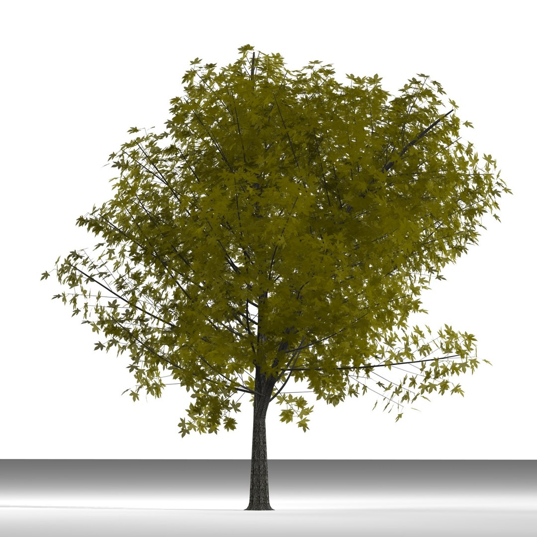 3d model of plane tree