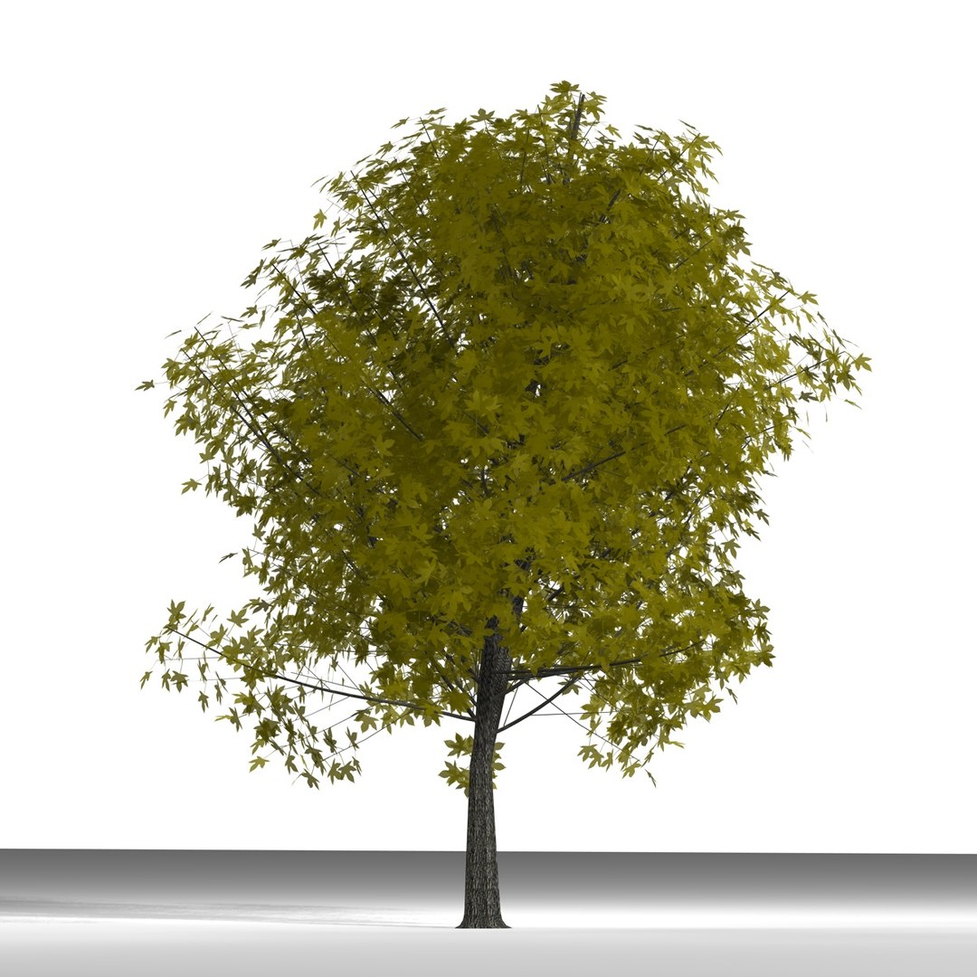 3d model of plane tree