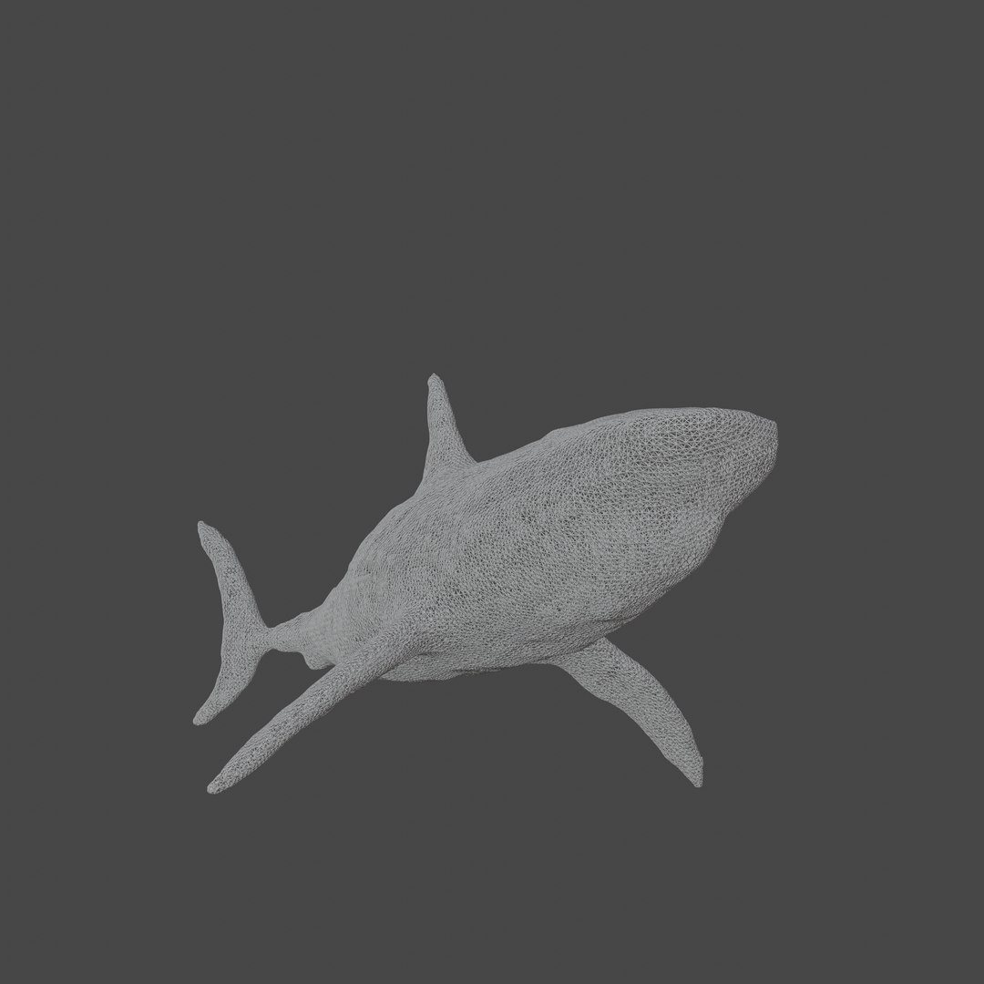 Whit Shark Model - TurboSquid 2339390