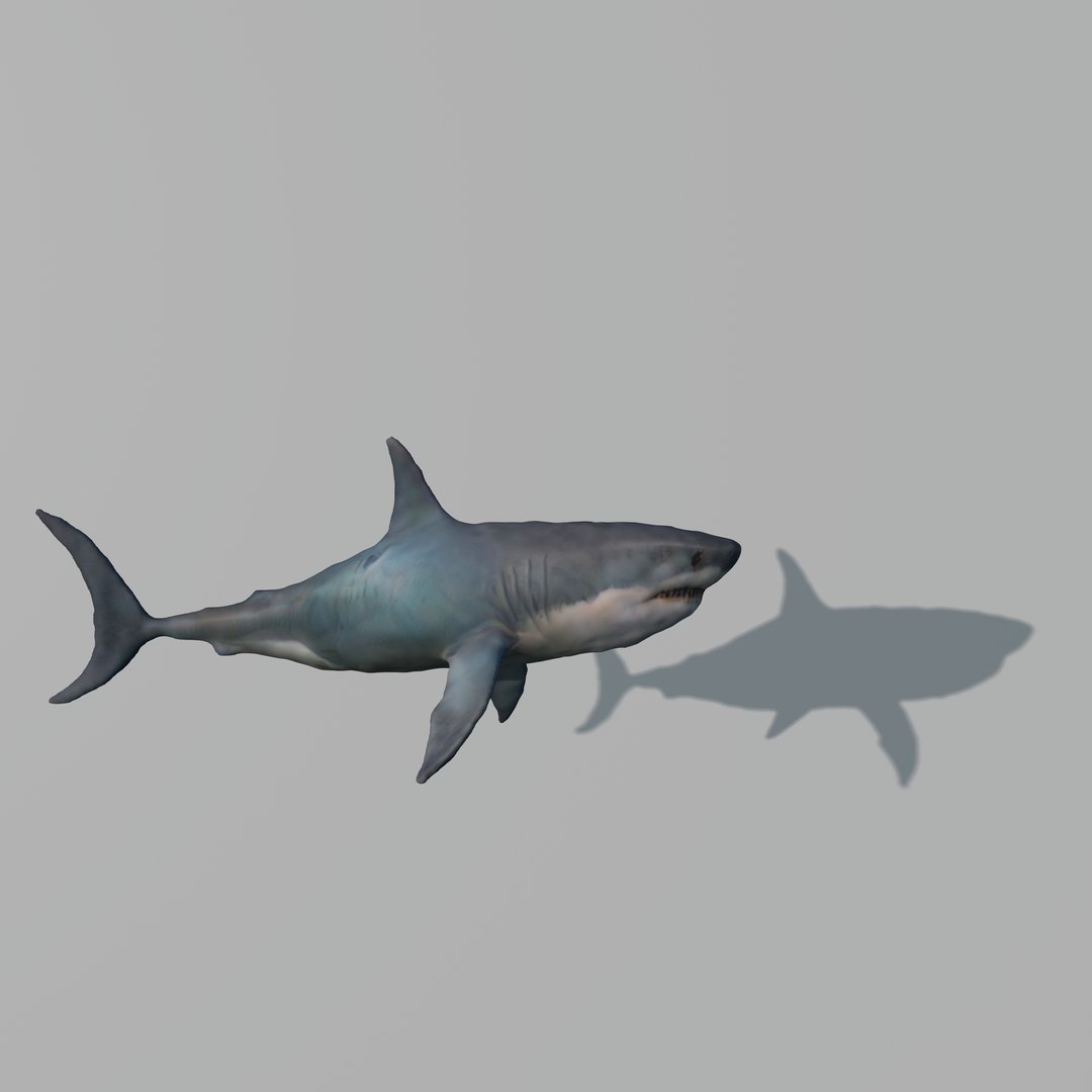 Whit Shark Model - TurboSquid 2339390