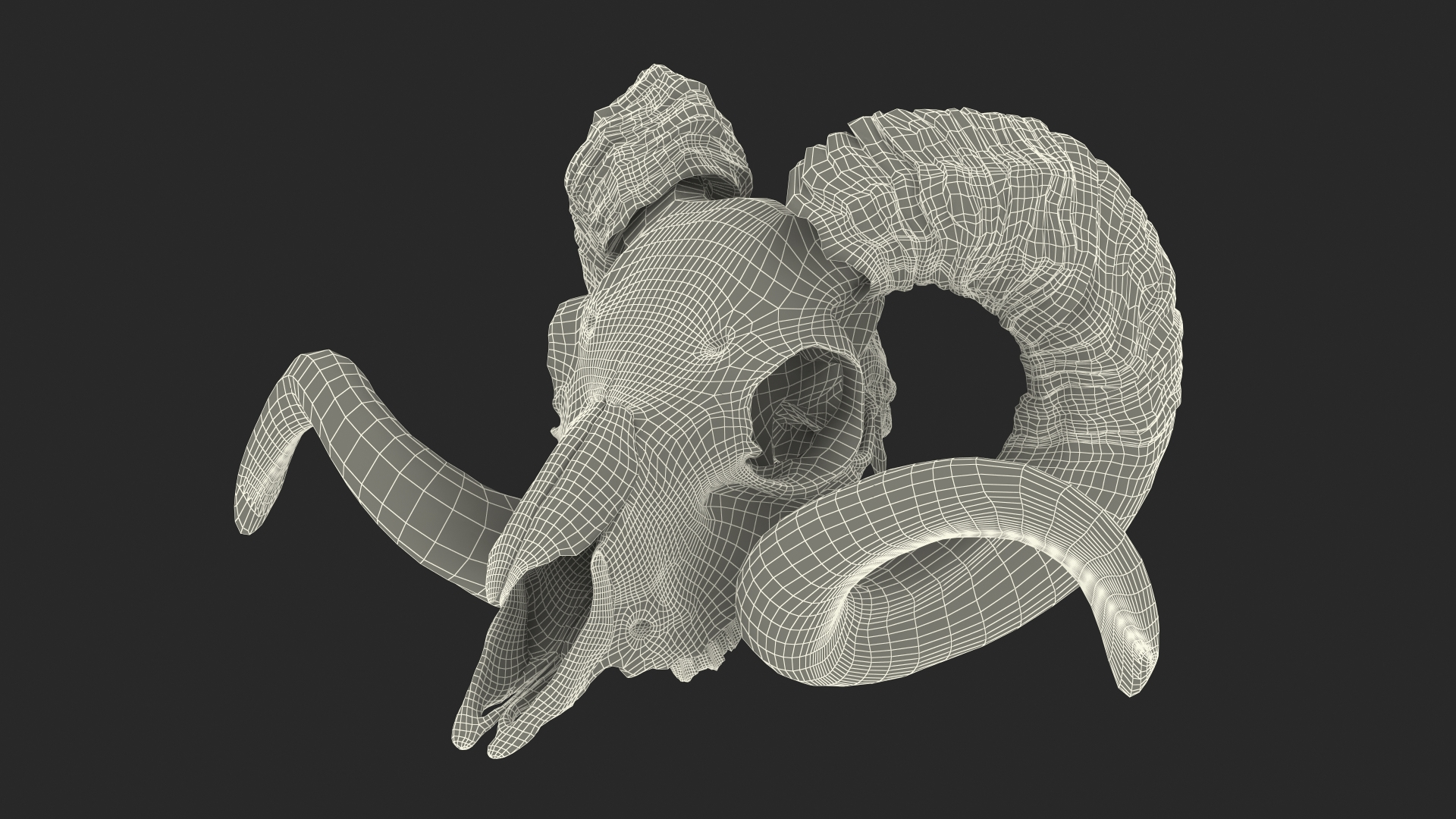 Sheep Ram Skull With Nose Bone Dark Model - TurboSquid 1953265