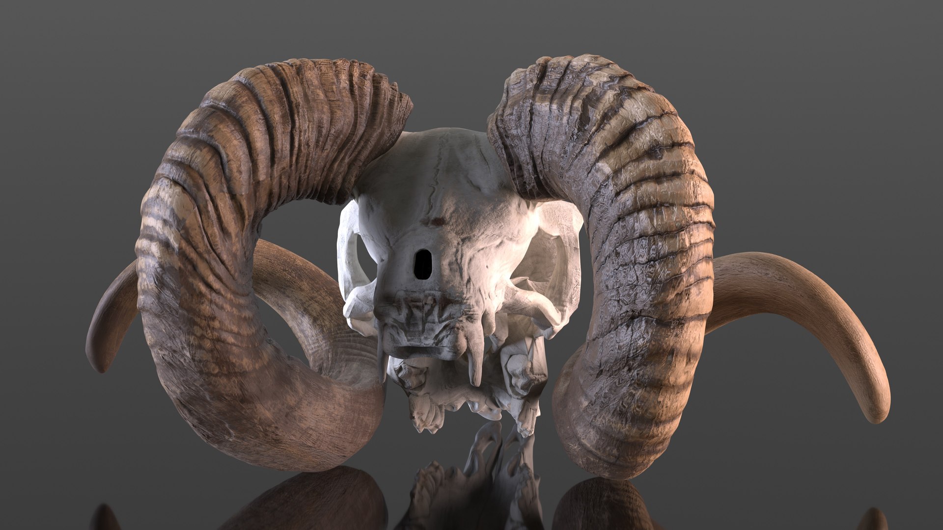 Sheep Ram Skull With Nose Bone Dark Model - TurboSquid 1953265