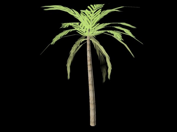 palm tree 3d model