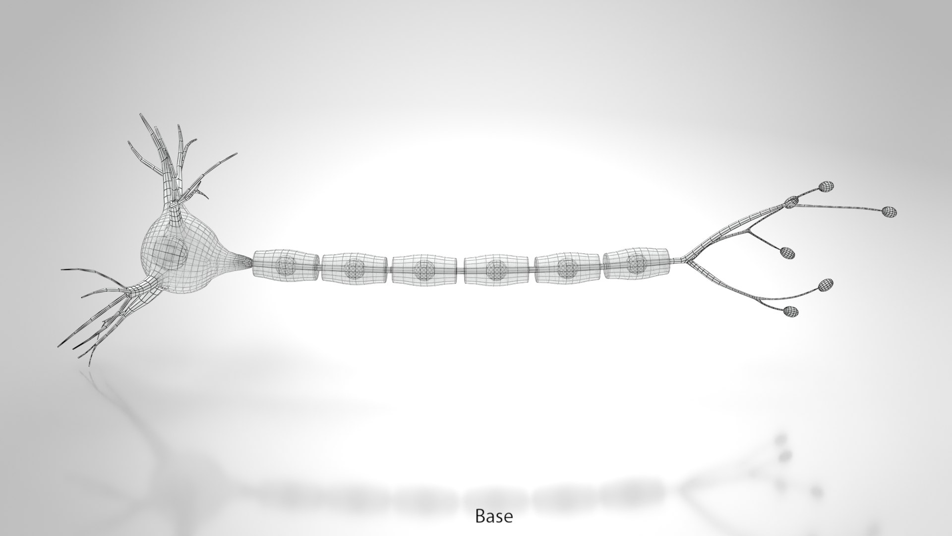 3D Model Neuron Cell - TurboSquid 1975677