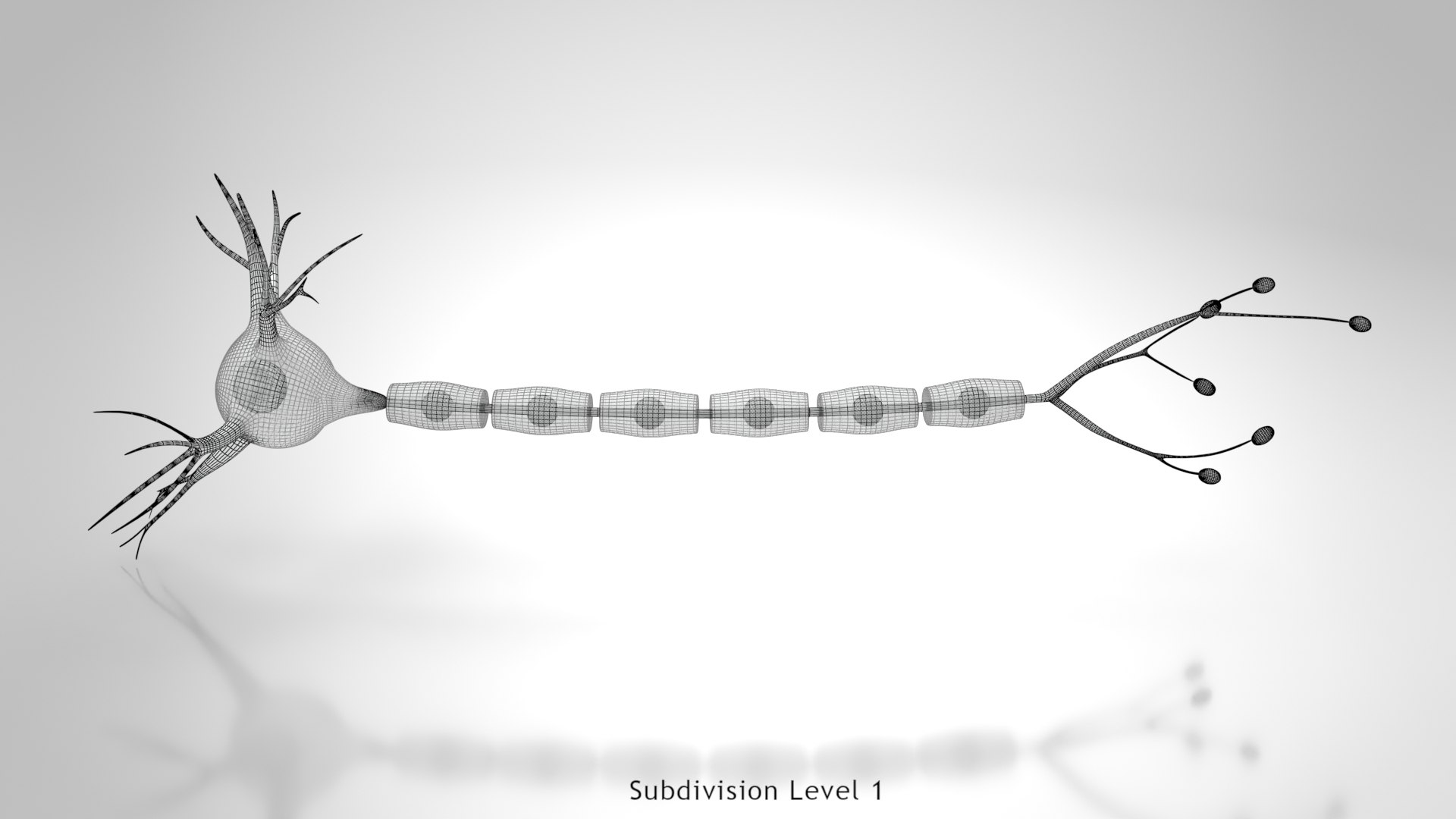 3D Model Neuron Cell - TurboSquid 1975677